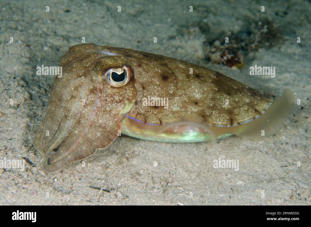 Broadclub Cuttlefish, Sepia latimanus, Sapokreng dive site, night dive ...