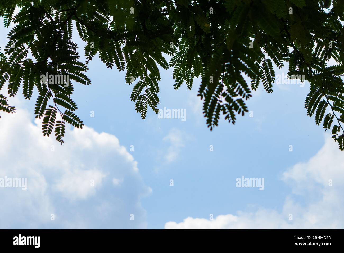 Tranquil tamarind tree: leafy branch, cloudy sky, sunlight, no people ...