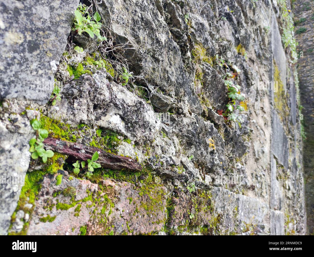 Walls of old celtic caves of a Blarney castle in Ireland, rocks and ...