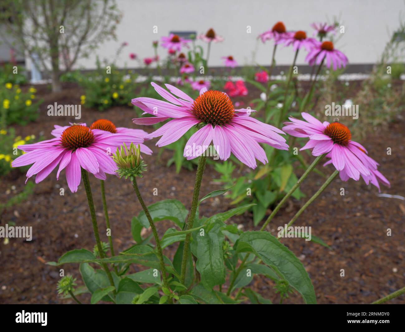 Echinacea Purpurea, the Eastern Purple Coneflower a North American ...
