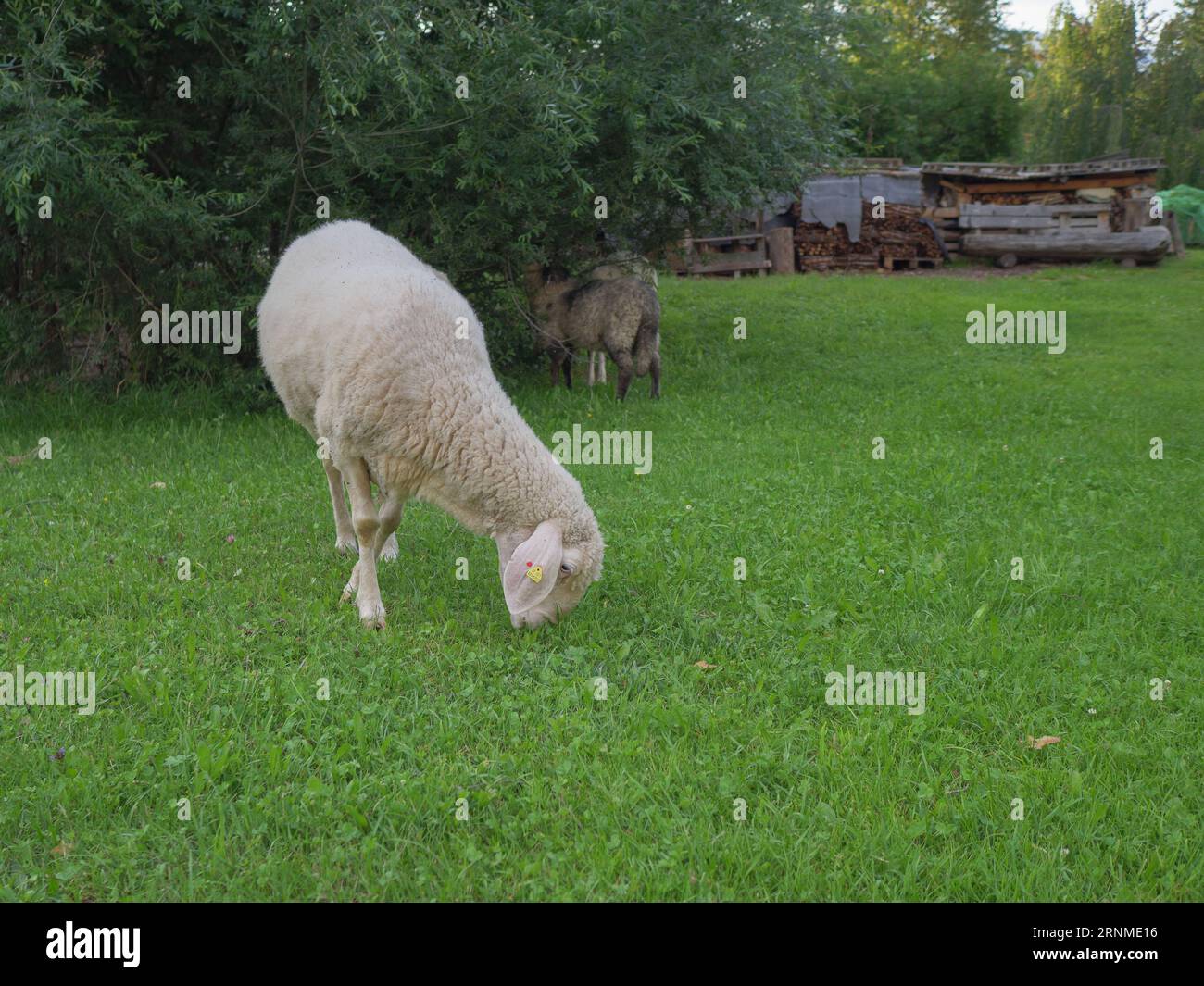 Sheep Ruminating on Grass near Trees Stock Photo - Alamy