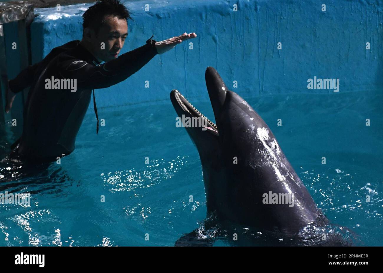 (170524) -- HARBIN, May 24, 2017 -- A dolphin interacts with a keeper ...