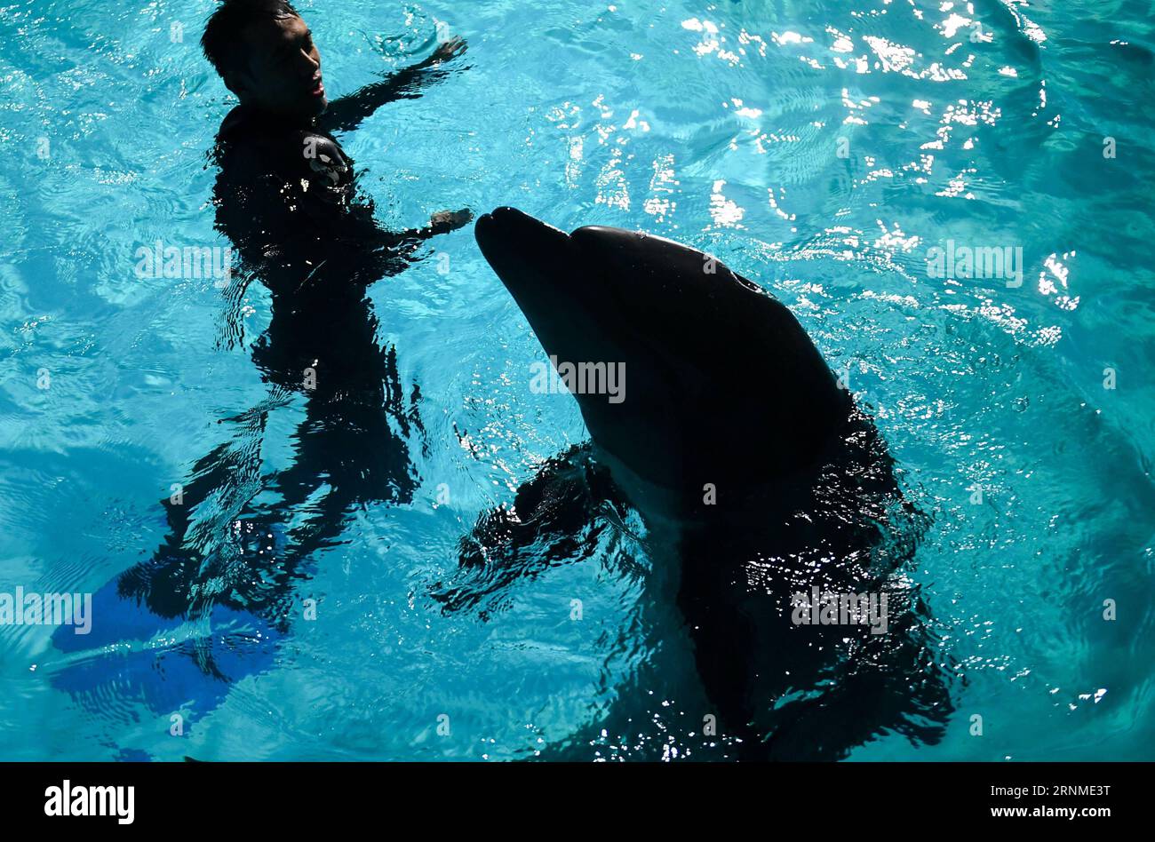 (170524) -- HARBIN, May 24, 2017 -- A dolphin interacts with a keeper ...