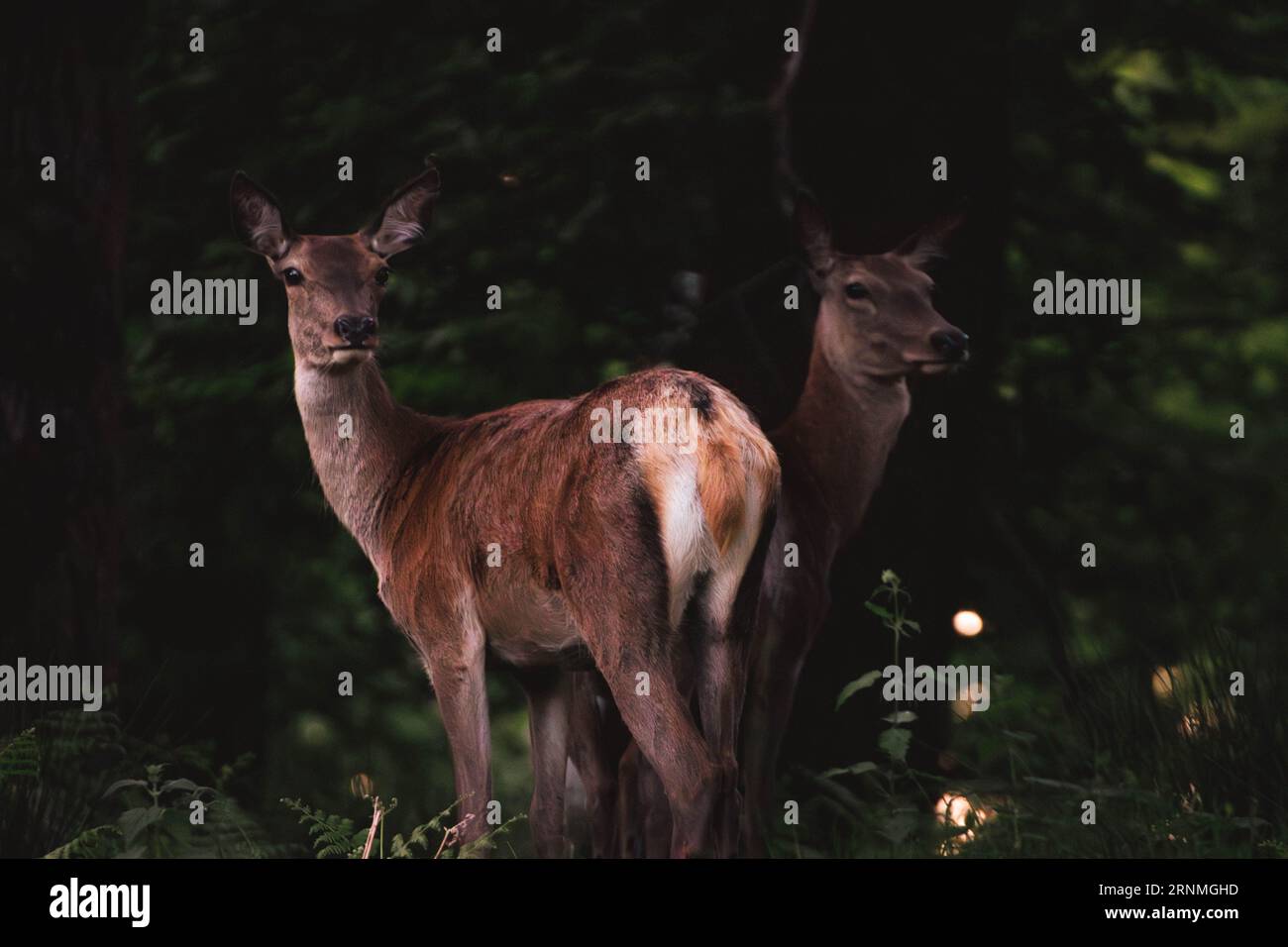 Two Female Deers looking back with neck turned stood in the middle of ...