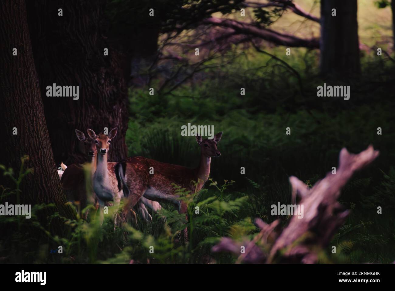 Red Spotted Deer Fawn looking directly towards stodd in dense green ...