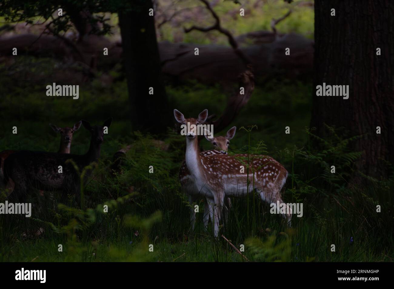Red Spotted Deer looking directly towards stodd in dense green forest ...