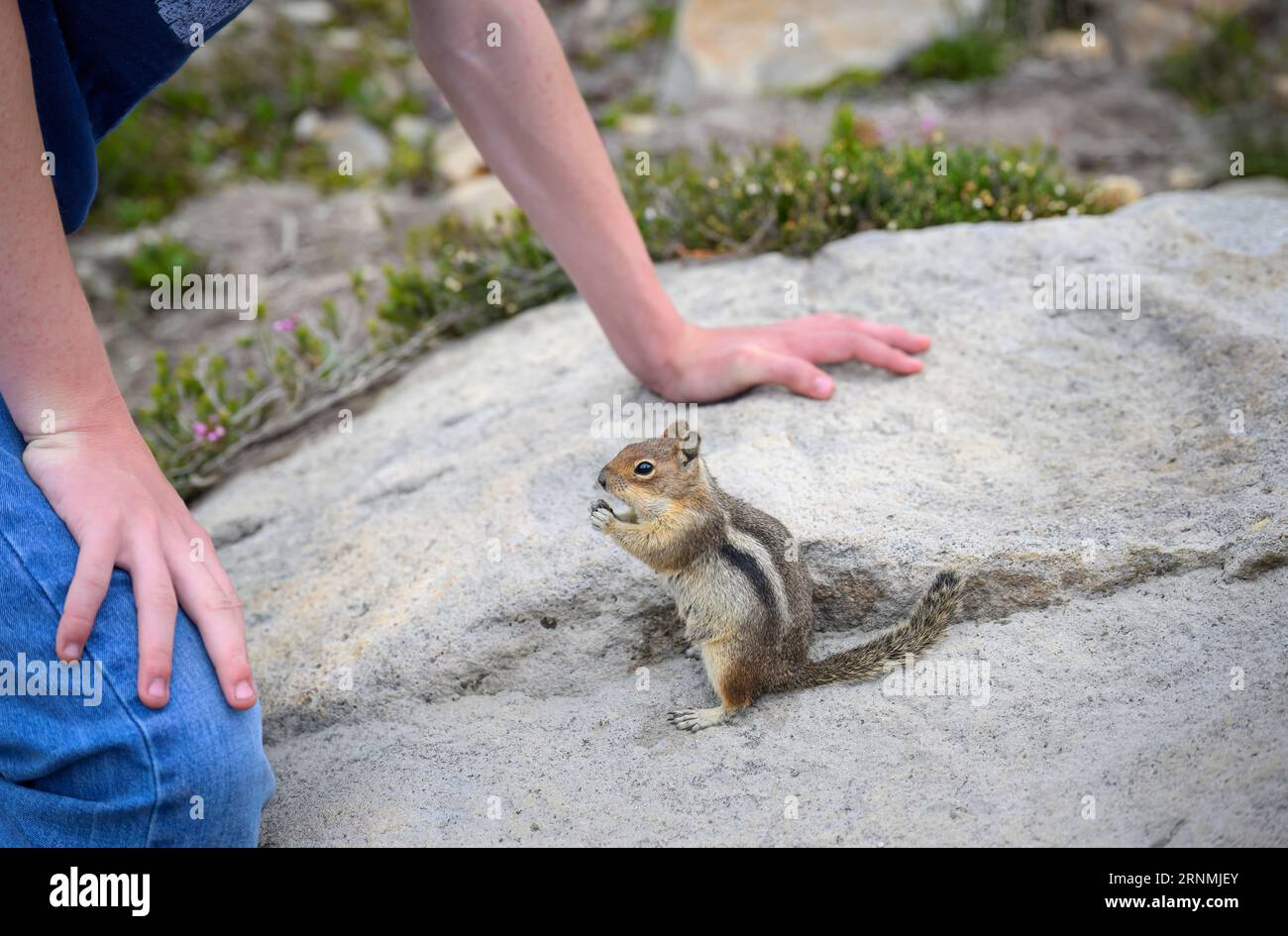 Golden-Mantled Ground Squirrel begging for food from tourists at Mount ...