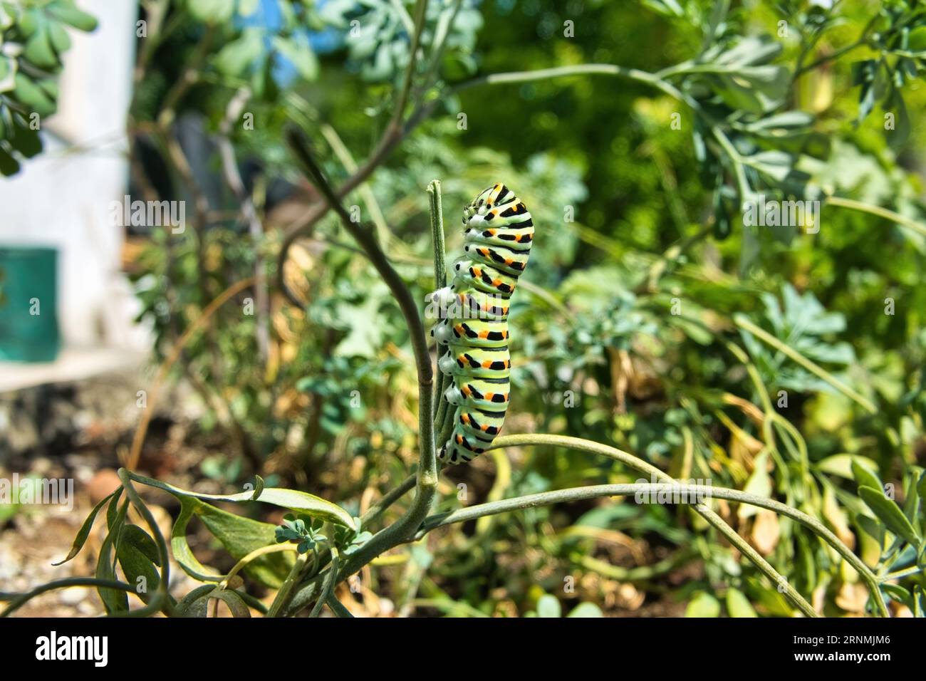 Caterpillar perfectly camouflaged in the surrounding environment Stock ...
