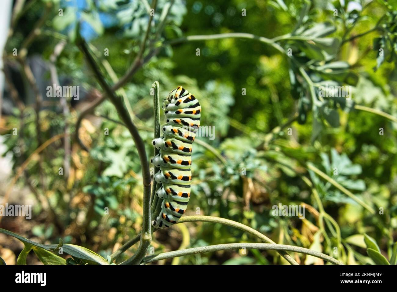 Caterpillar perfectly camouflaged in the surrounding environment Stock ...