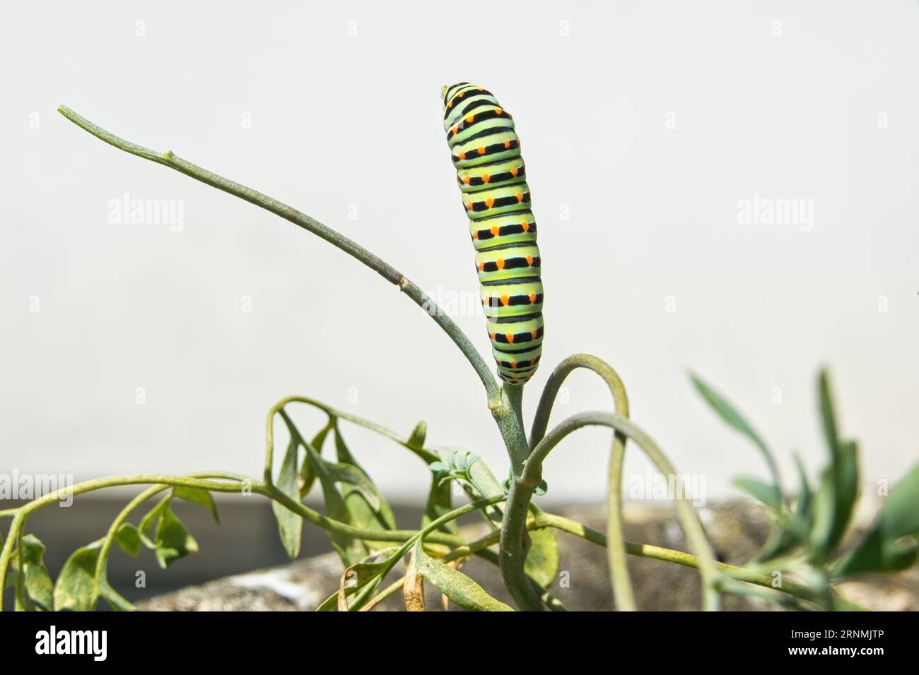 Caterpillar climbing on a stem, against a white background Stock Photo ...