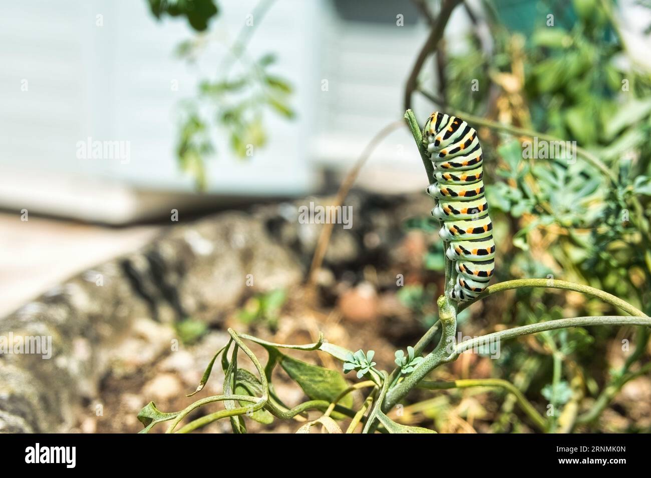 Caterpillar perfectly camouflaged in the surrounding environment Stock ...