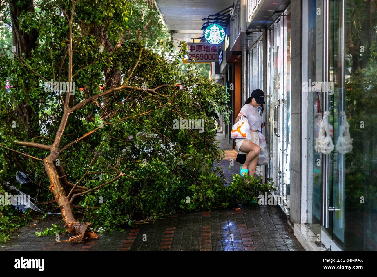 Hong kong typhoon tree hi-res stock photography and images - Alamy