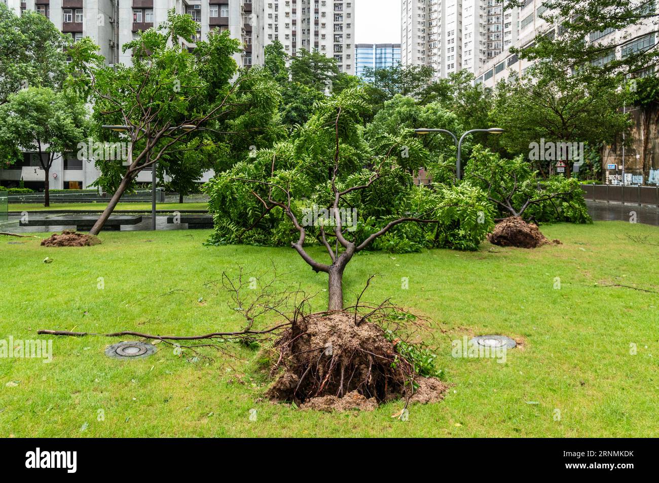Hong Kong, Hong Kong. 02nd Sep, 2023. Fallen trees in Taikoo Shing as a ...