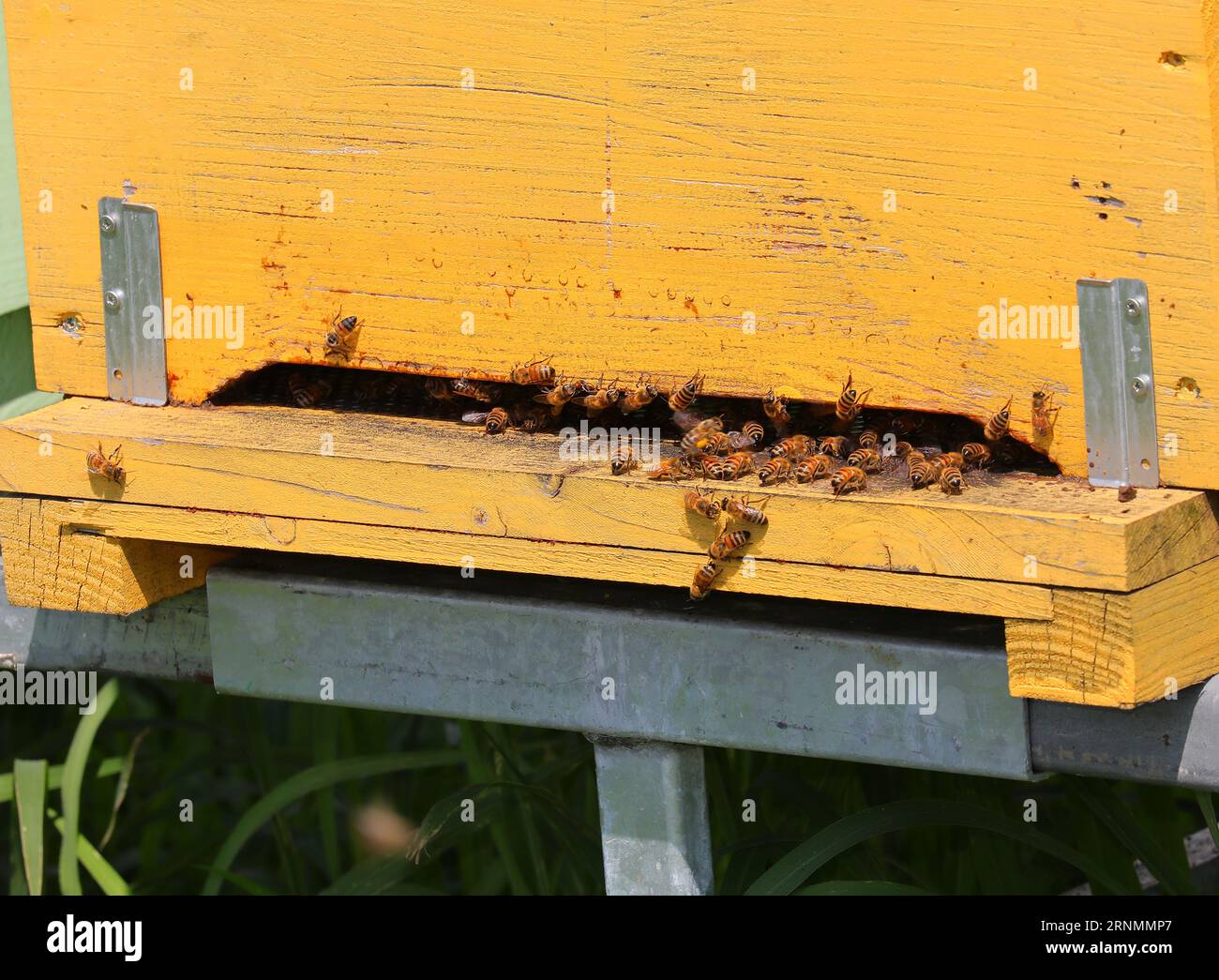 large yellow hives with many bees for honey production Stock Photo - Alamy