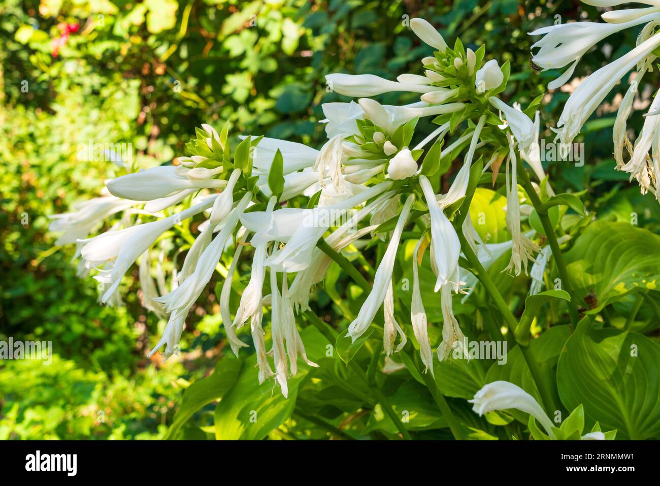 White hosta hi-res stock photography and images - Alamy