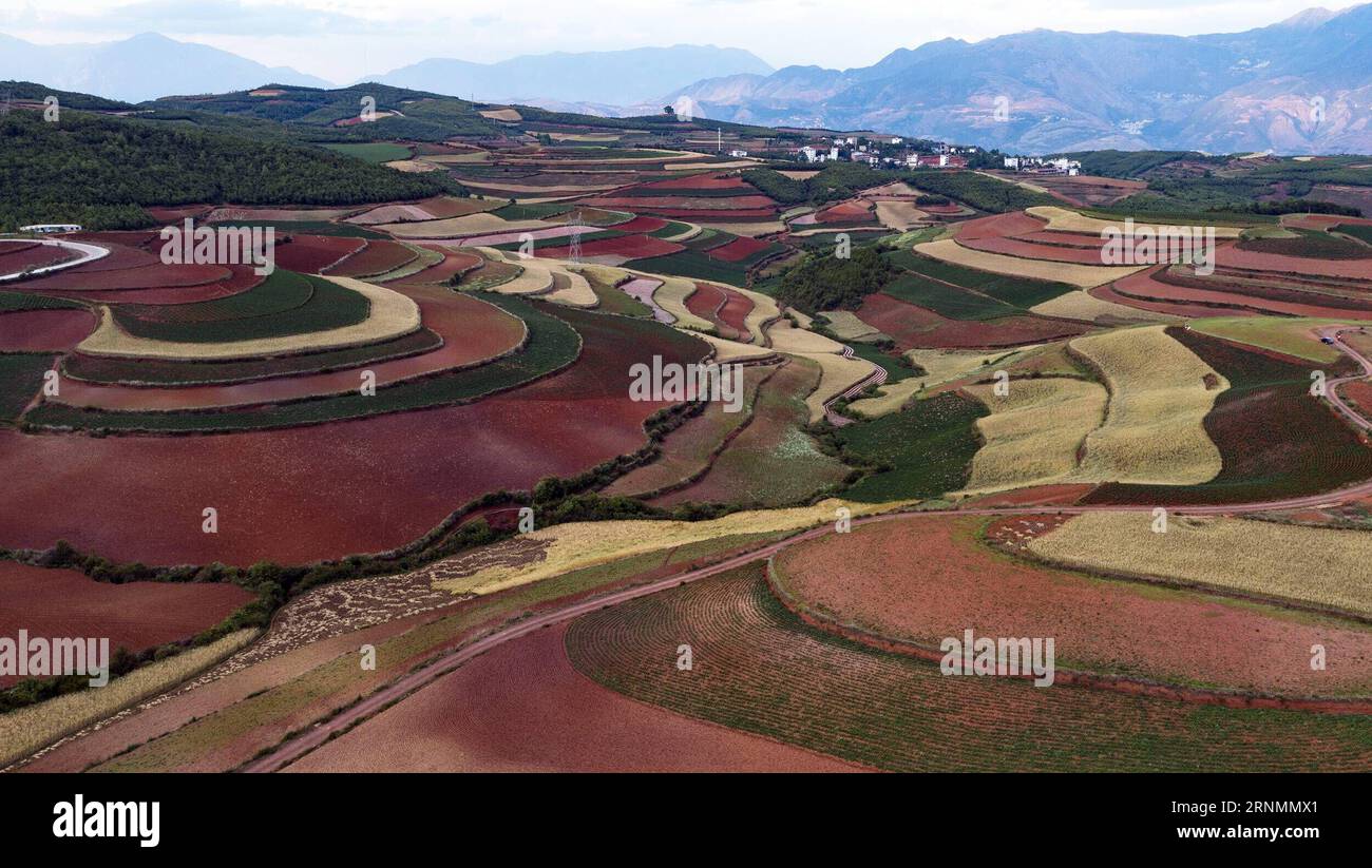 (170604) -- KUNMING, June 4, 2017 -- Photo taken on May 20, 2017 shows ...