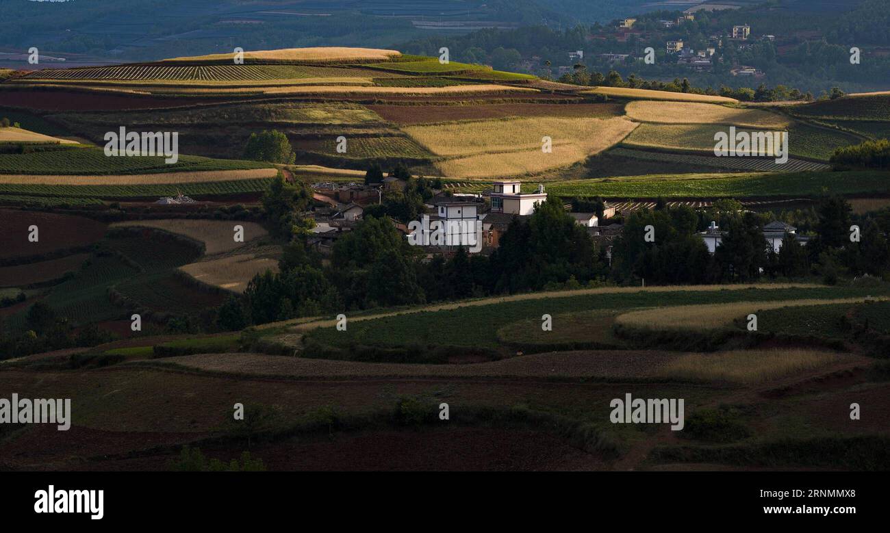 (170604) -- KUNMING, June 4, 2017 -- Photo taken on May 20, 2017 shows ...