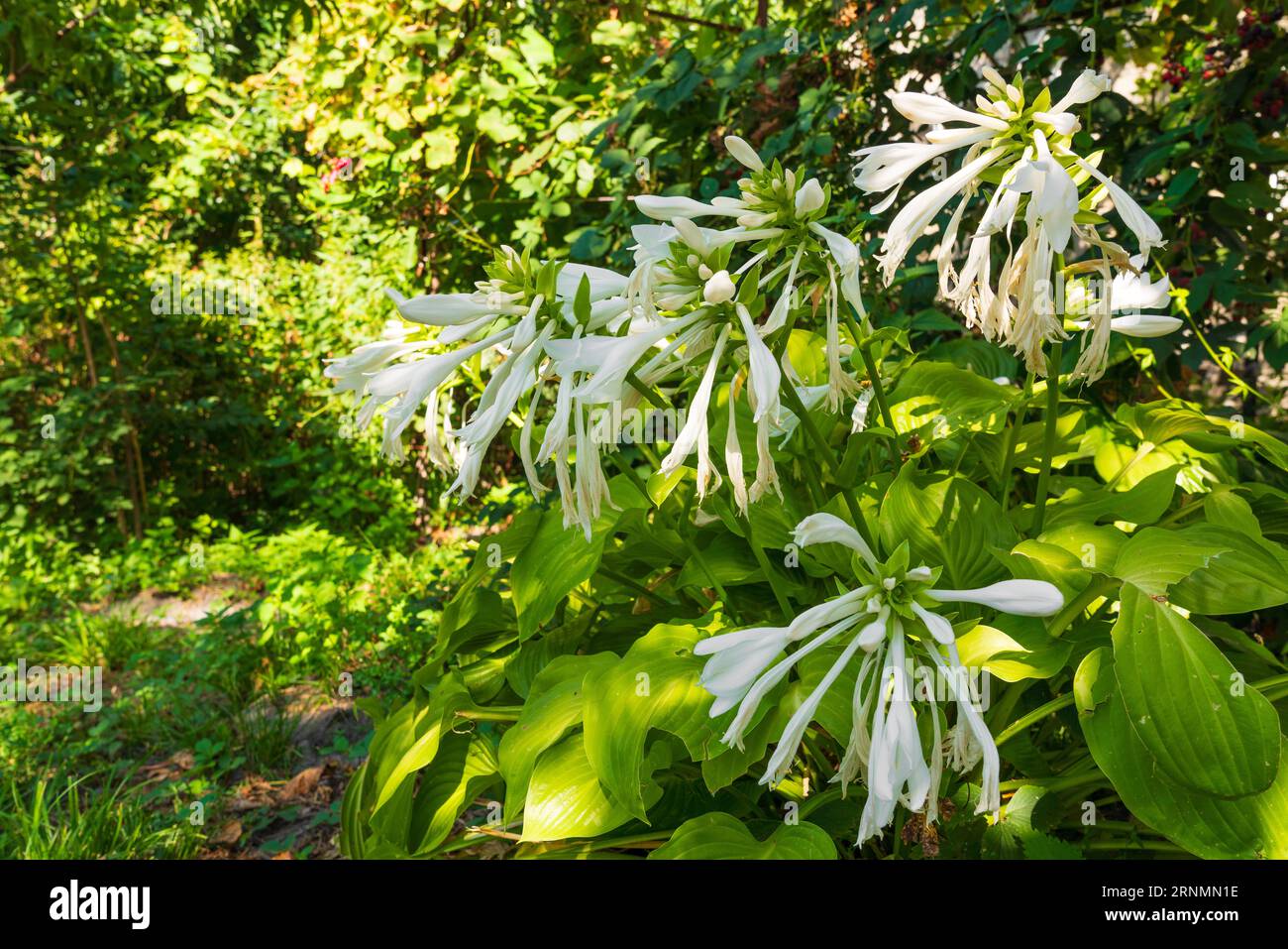 White Hosta plant flowering in garden Stock Photo - Alamy