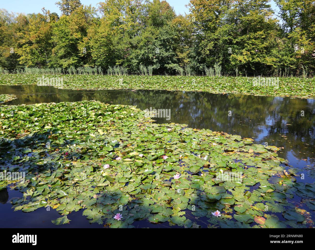 floating flowering water lilies in the pond of the TIVOLI park in ...