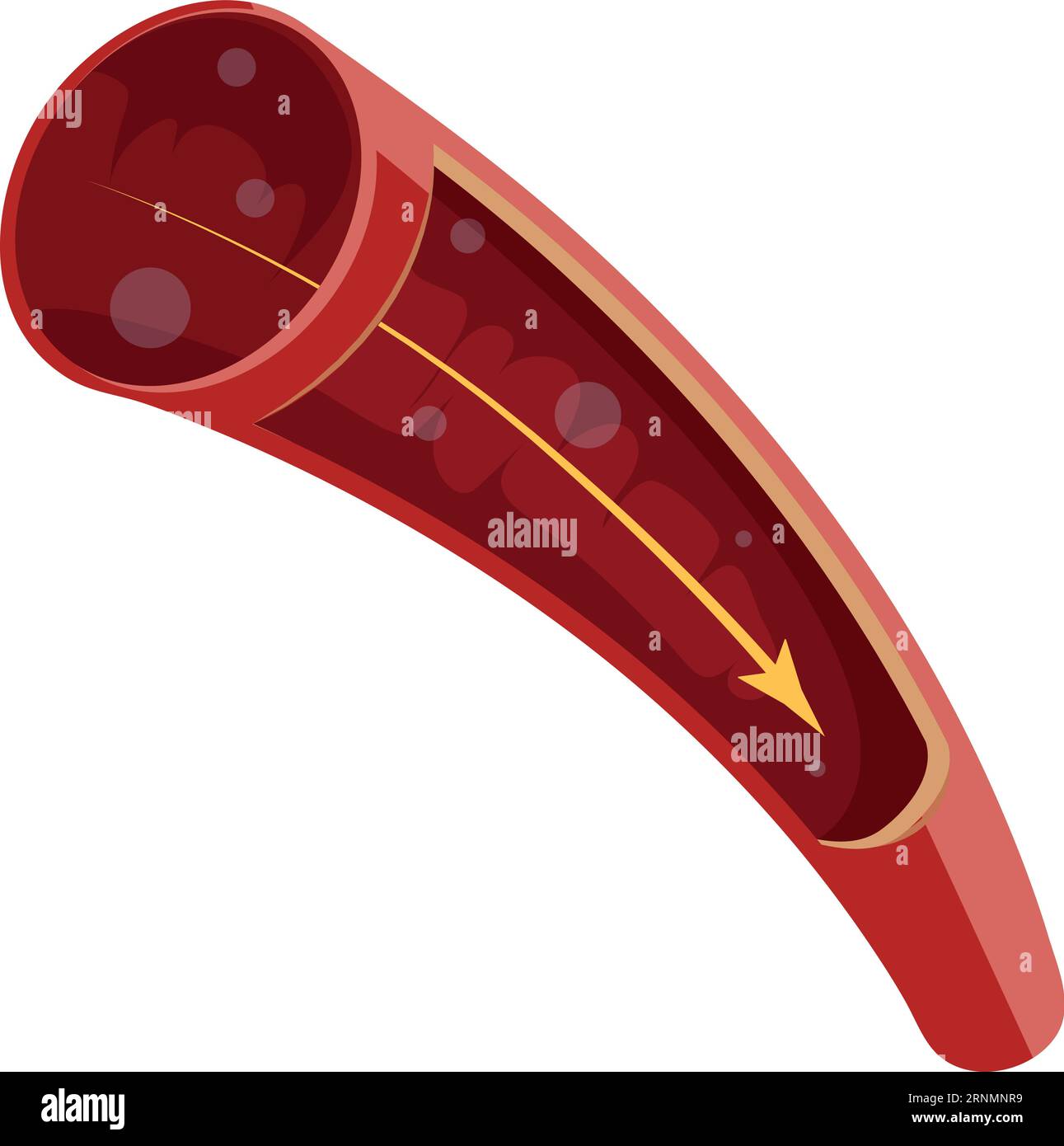 Body anatomy moving Stock Vector Images - Alamy