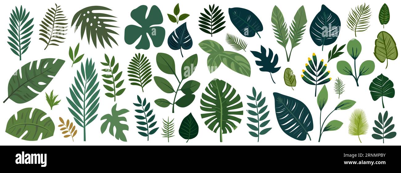Collection of tropical leaves. Flat isolated elements on a white ...
