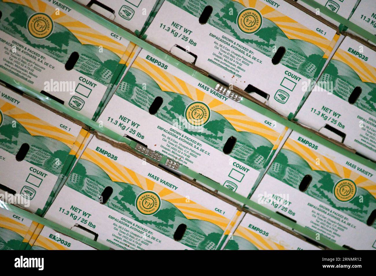 Avocado production mexico hi-res stock photography and images - Alamy