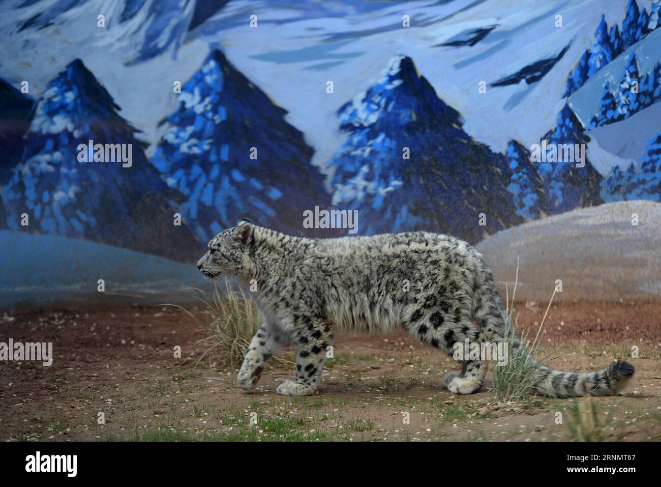 Female snow leopard cub hi-res stock photography and images - Alamy