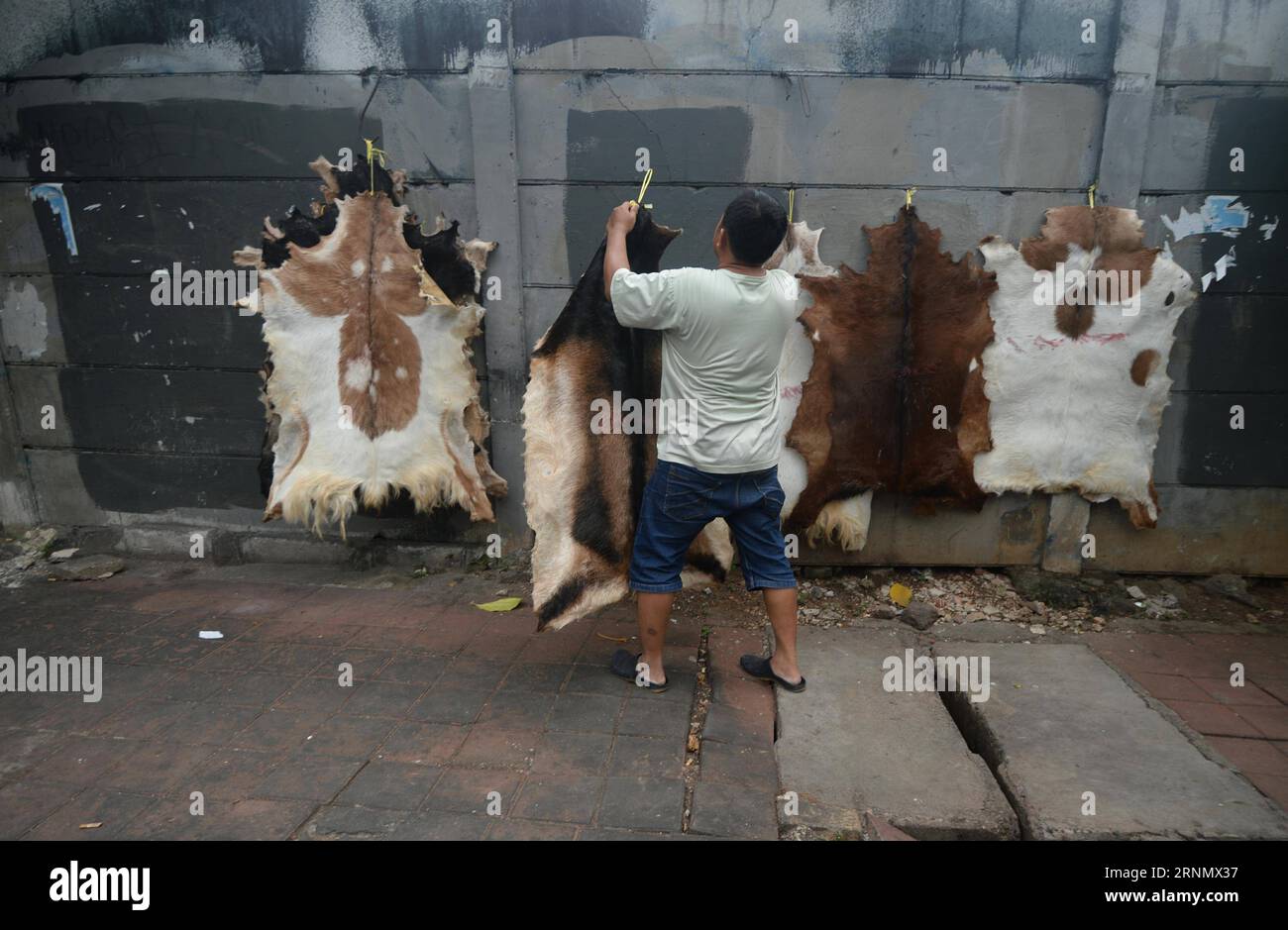 Goat skins hi-res stock photography and images - Alamy