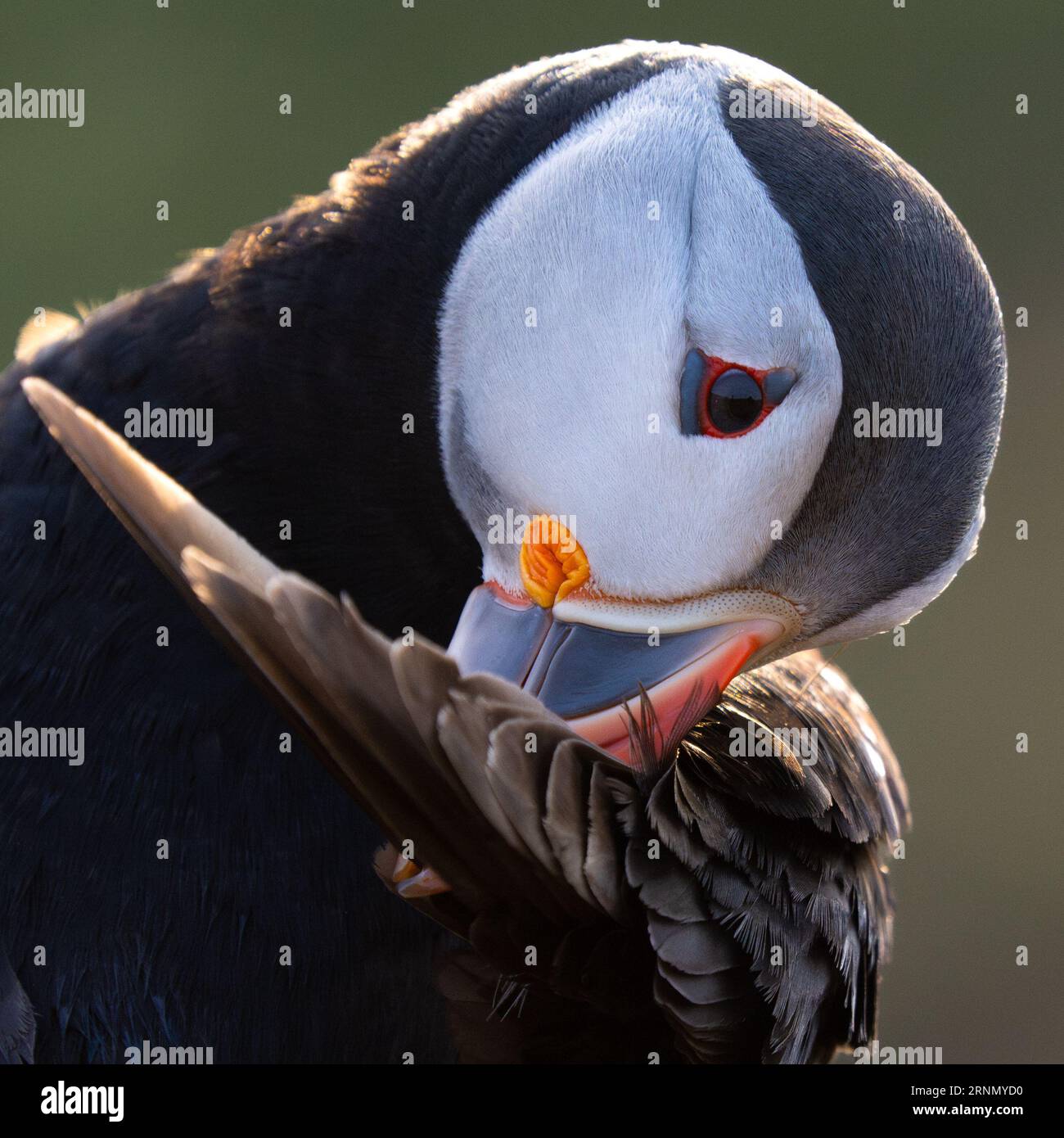 Puffin preening hi-res stock photography and images - Alamy