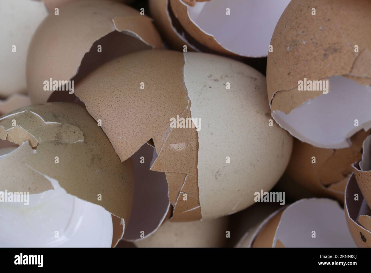 Egg shell compost hi-res stock photography and images - Alamy
