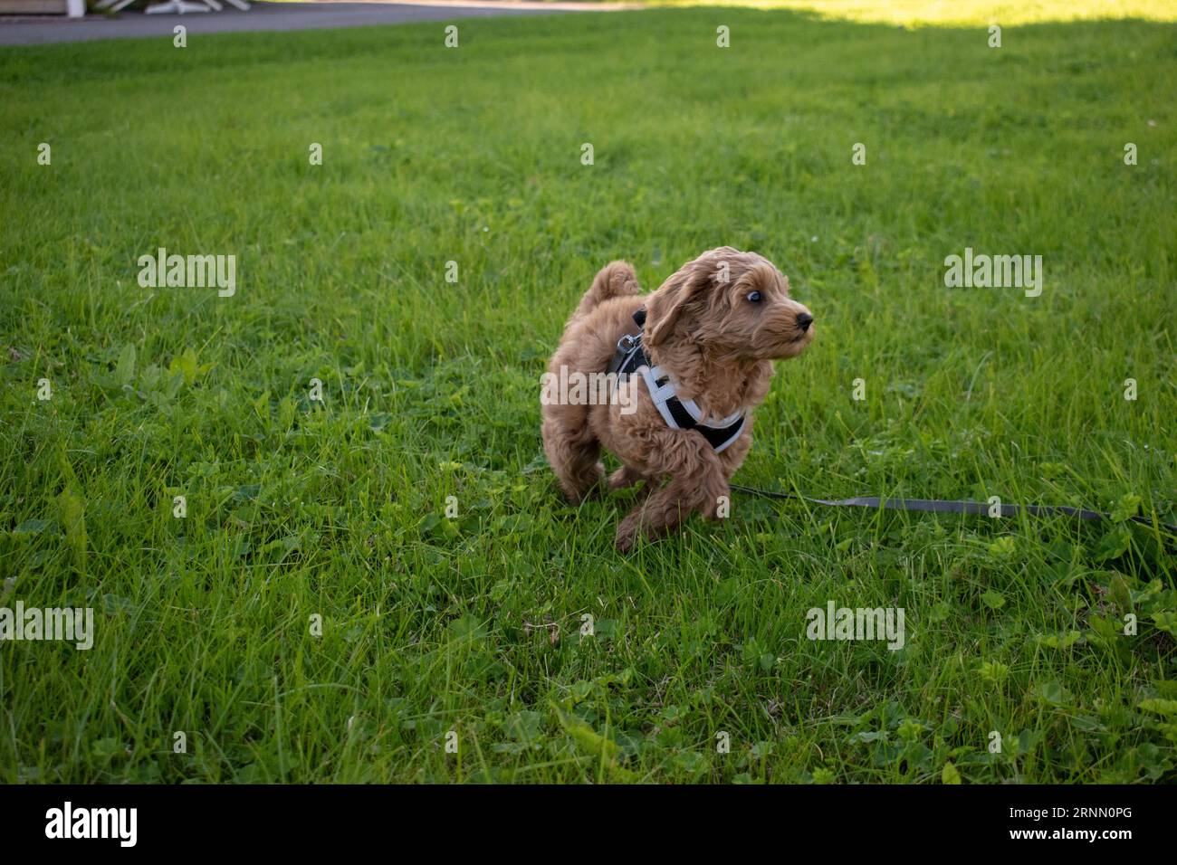 Cream Australian Labradoodle pup standing outside on the grass looking ...