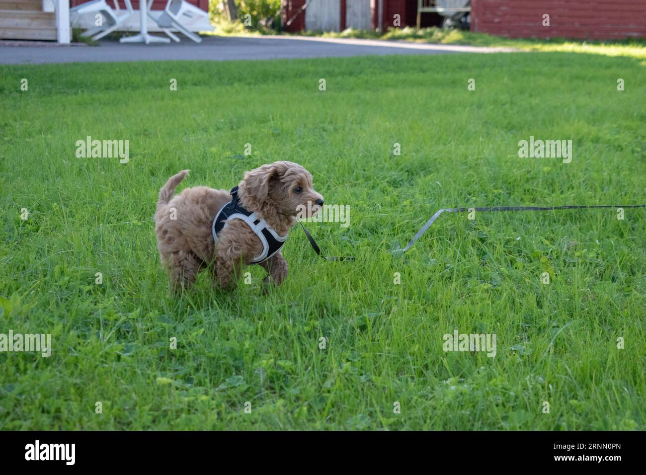 Cream Australian Labradoodle pup standing outside on the grass looking ...