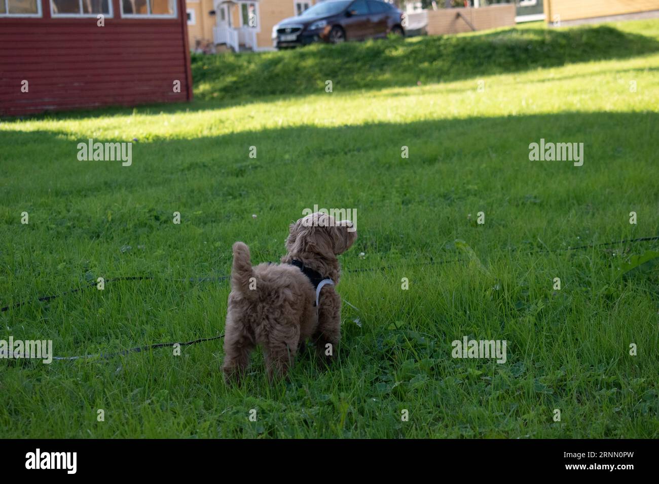 Cream Australian Labradoodle pup standing outside on the grass looking ...