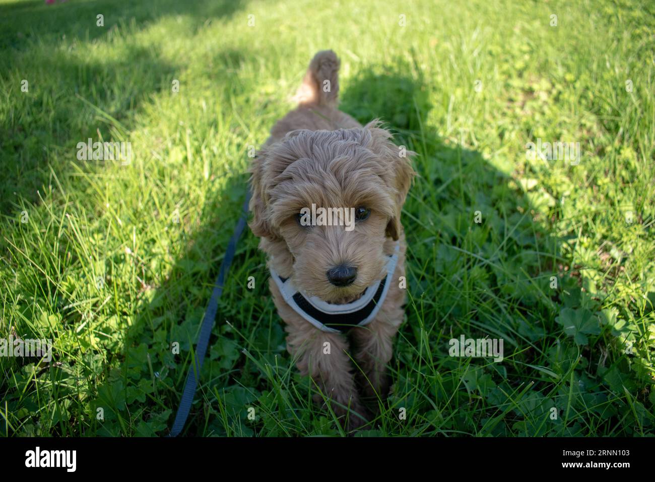 Cream Australian Labradoodle pup standing outside on the grass looking ...