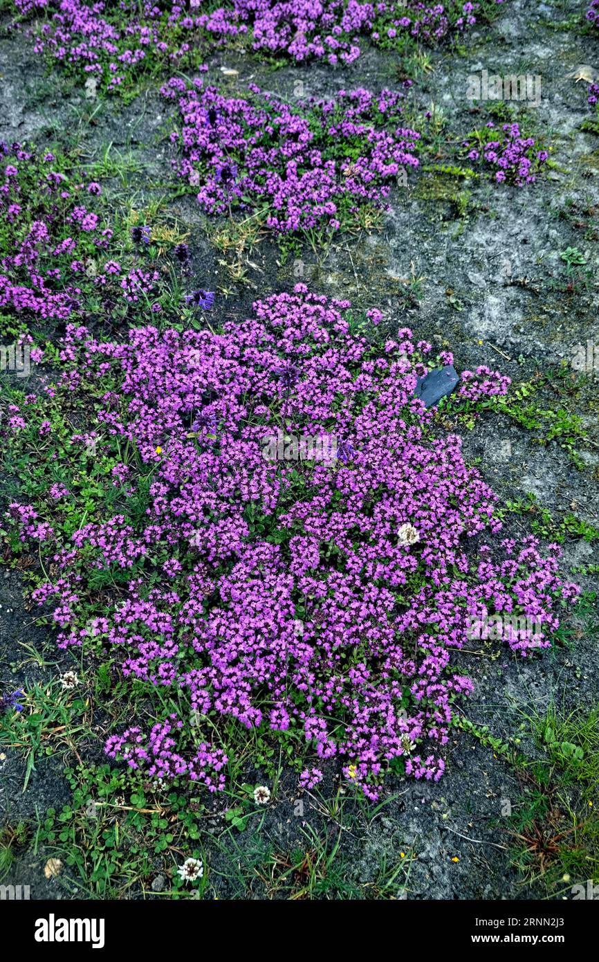 Wild verbena growing in the Warwan Valley, Pir Panjal Range, Kashmir ...