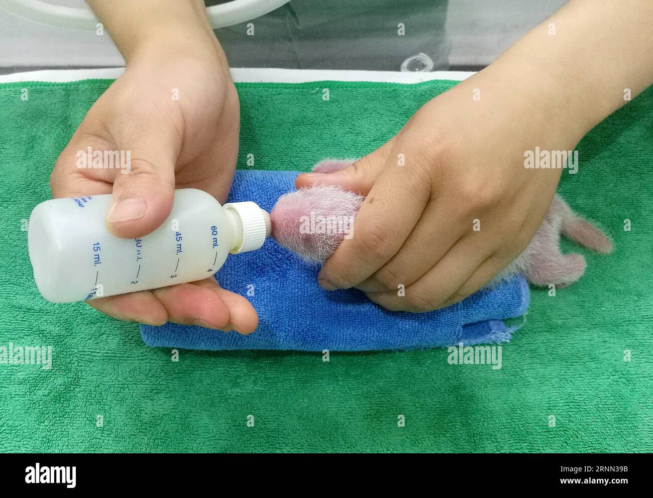 Ai feeding hi-res stock photography and images - Alamy