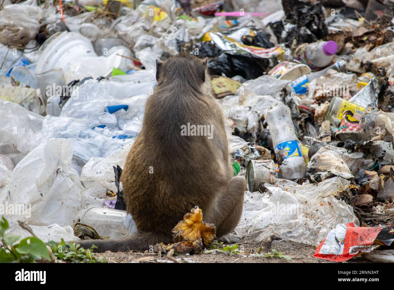 A macaque is sitting in front of a pile of garbage Stock Photo - Alamy