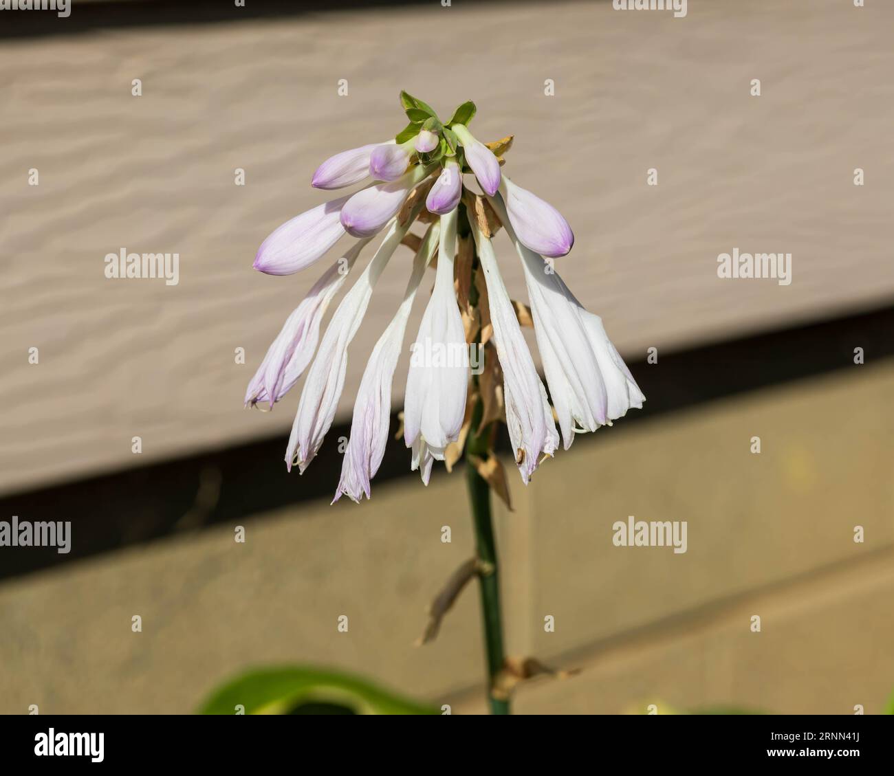 several white and lavender Hosta blooms in the Hosta Garden Stock Photo ...
