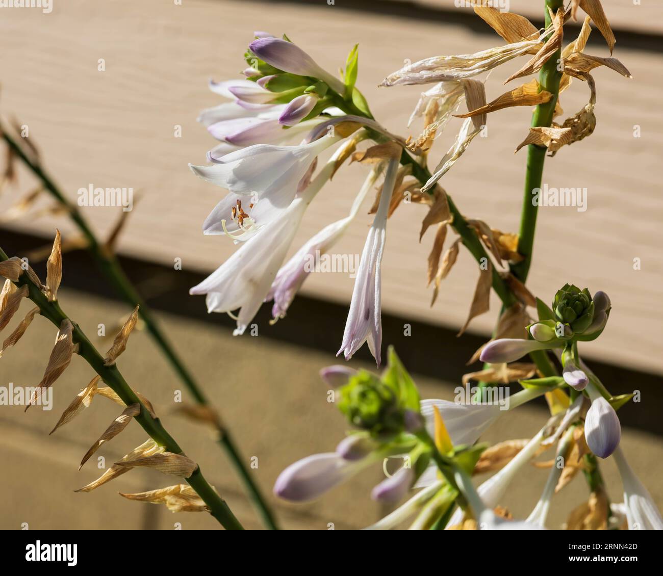 several white and lavender Hosta blooms in the Hosta Garden Stock Photo ...