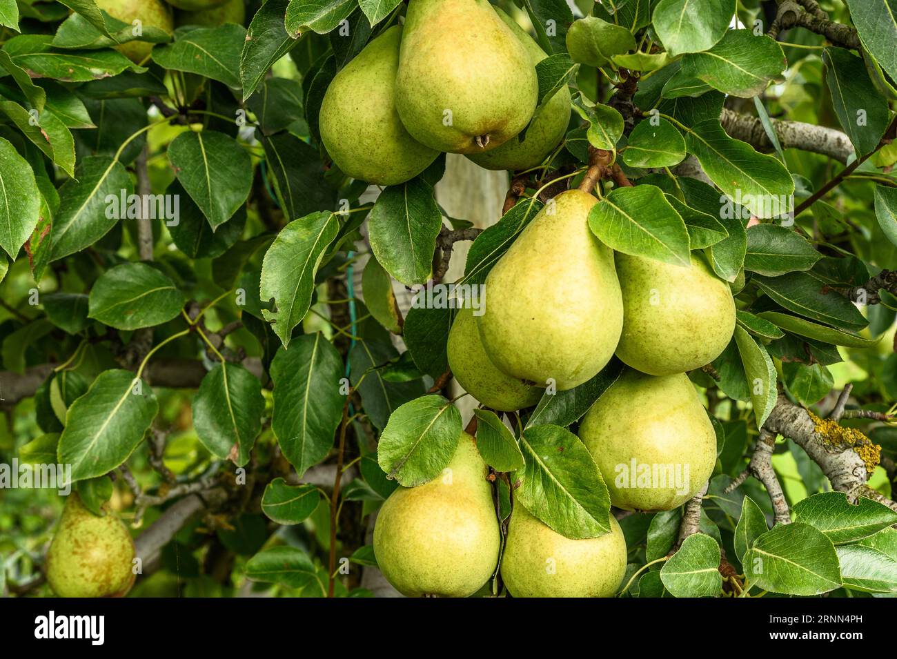 Pear tree pyrus communis hi-res stock photography and images - Alamy