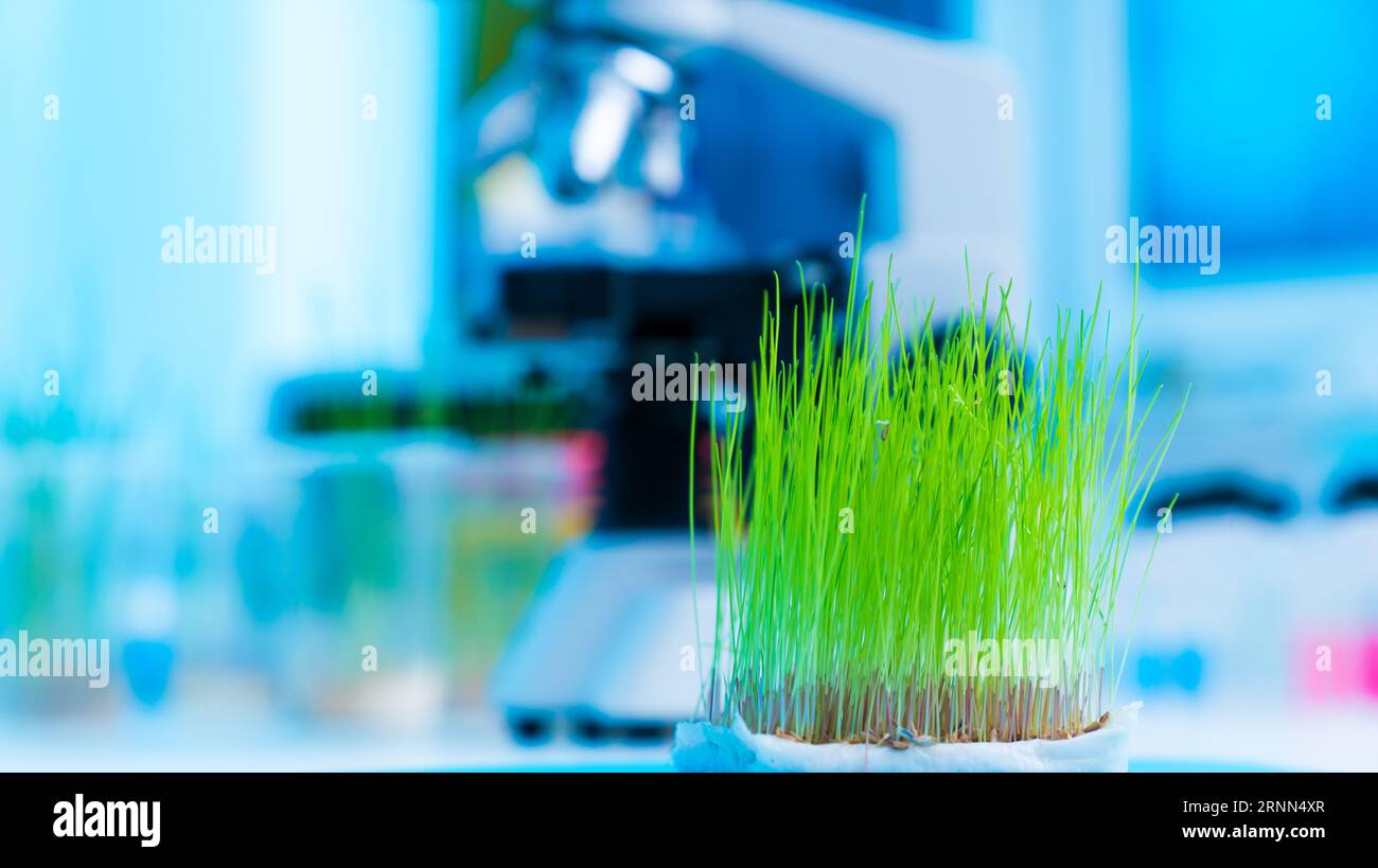 Assessing The Response Of Plants To Foliar Application Of