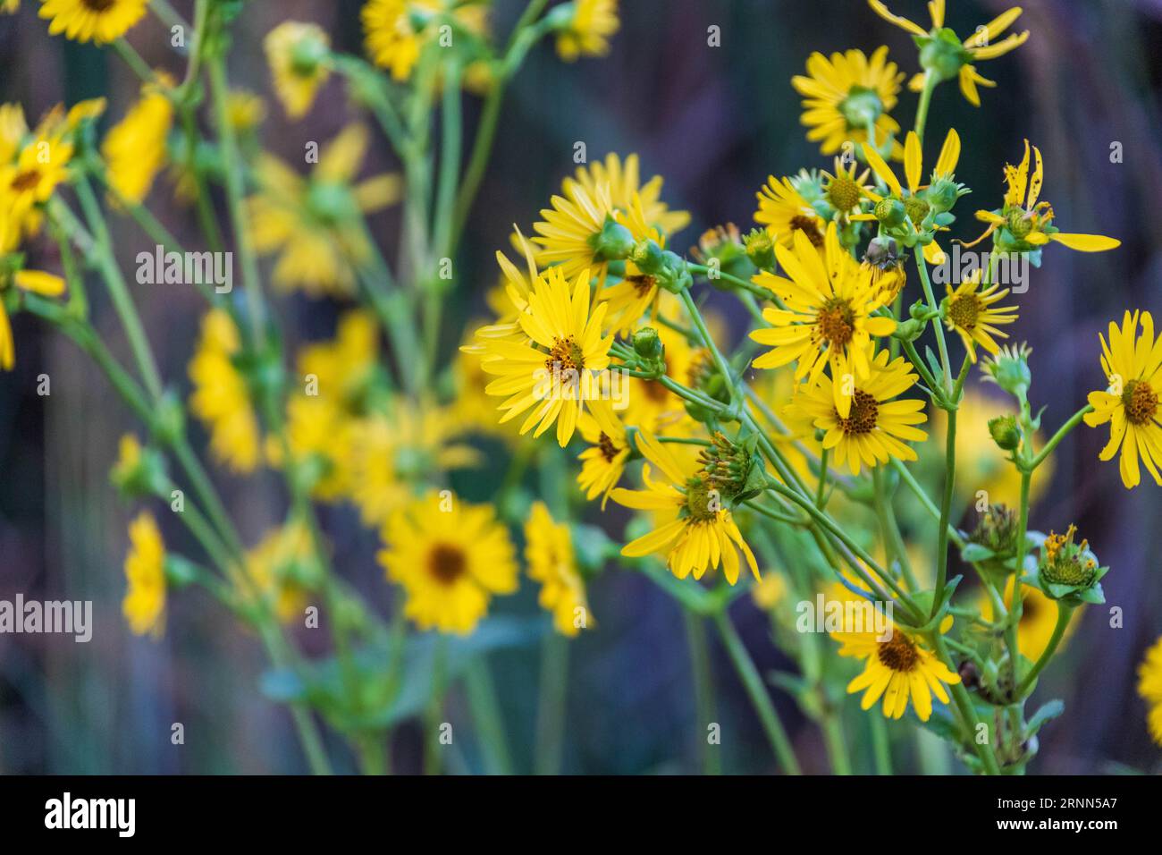 Leaf of sunflower hi-res stock photography and images - Alamy