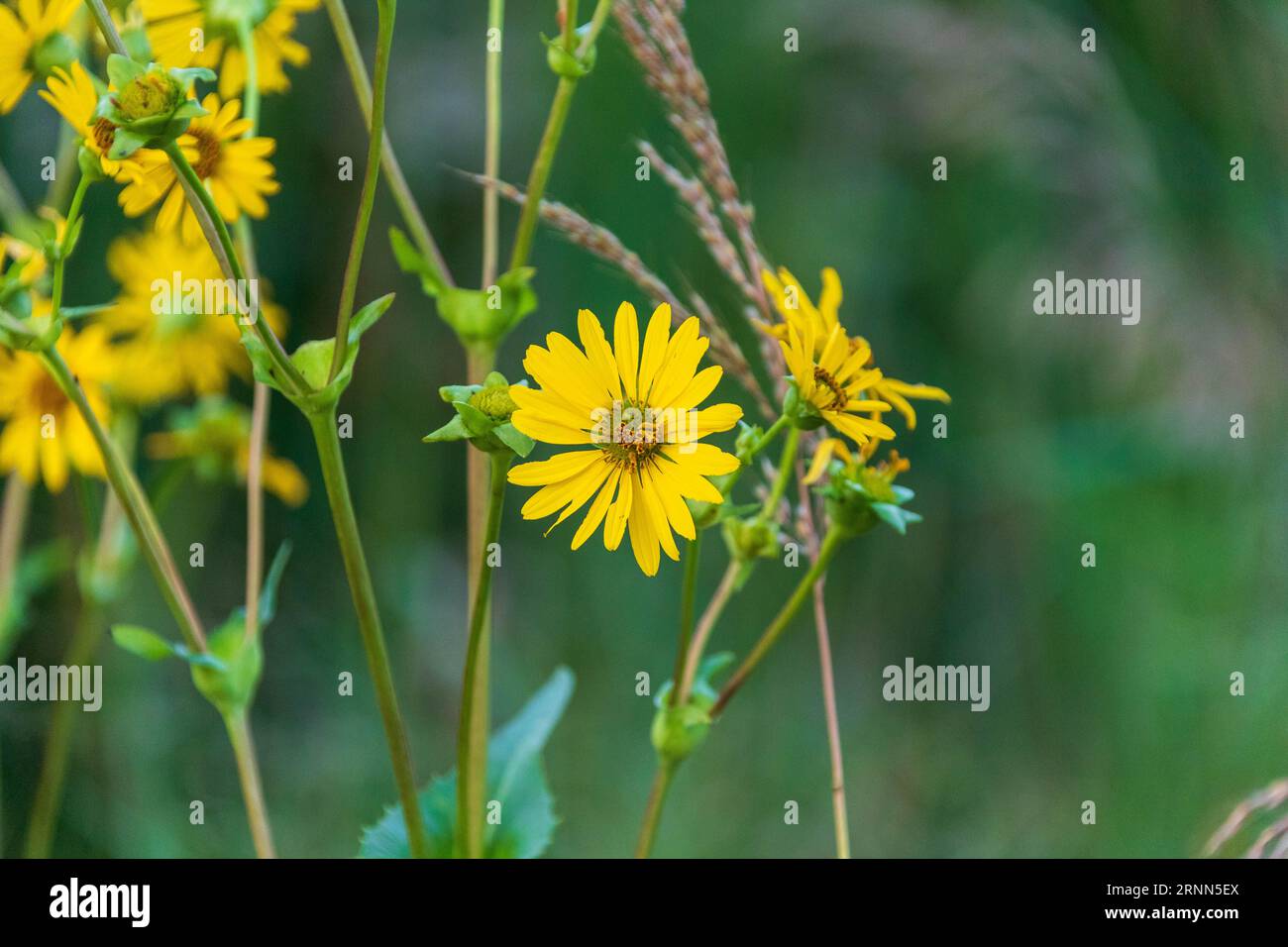 Narrow leaf hi-res stock photography and images - Alamy