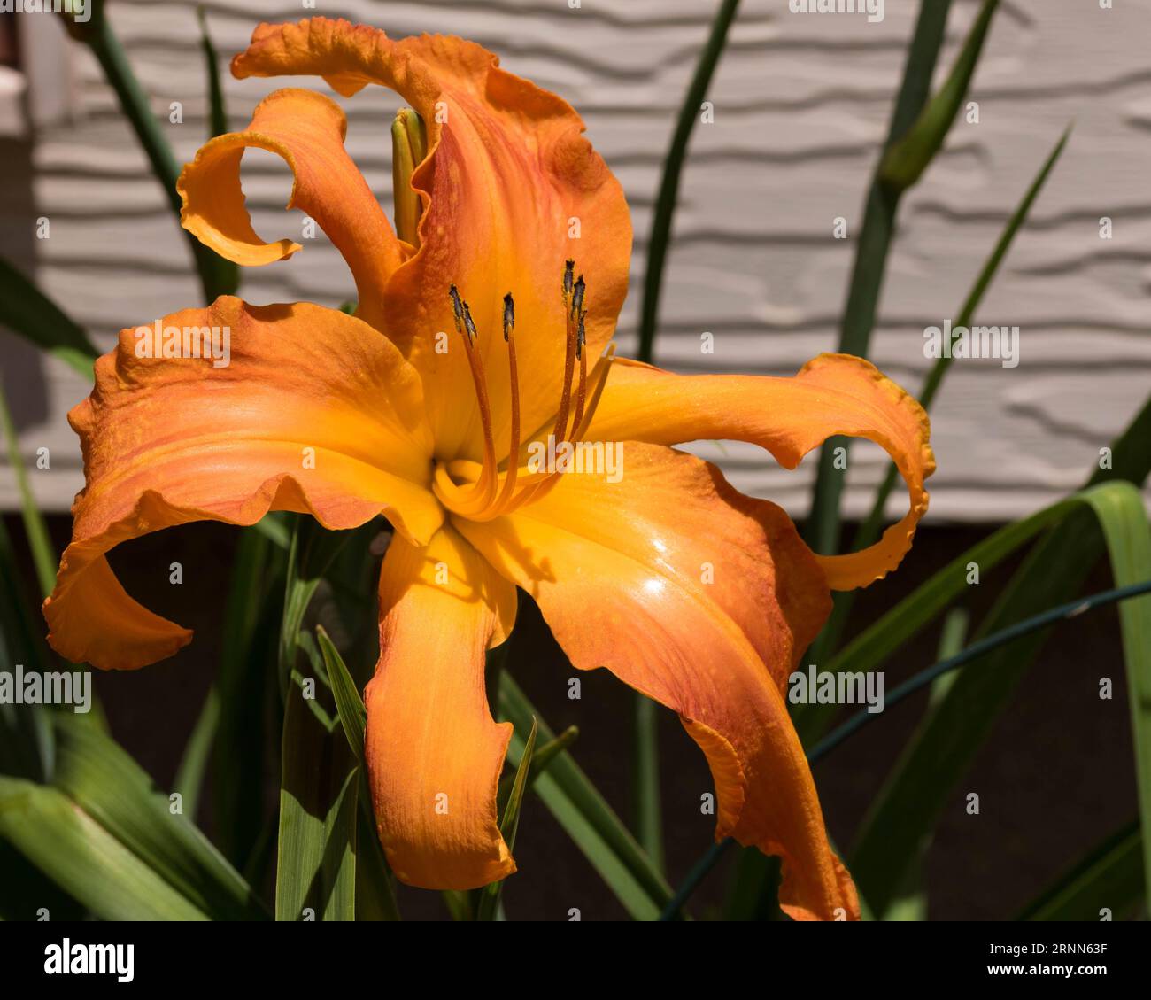 Primal Scream orange day lily in the lily garden Stock Photo - Alamy