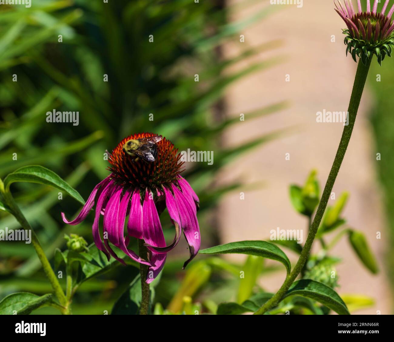 bee on a coneflower in the back garden Stock Photo - Alamy
