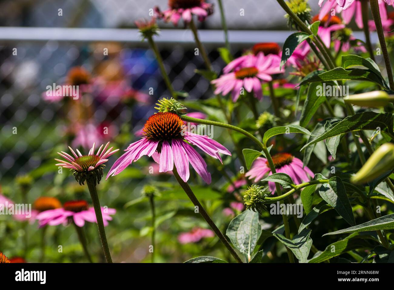 Group of purple coneflowers hi-res stock photography and images - Alamy