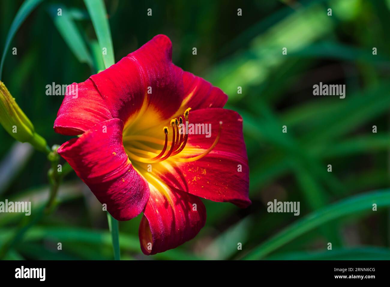 Red yellow day lily hi-res stock photography and images - Alamy