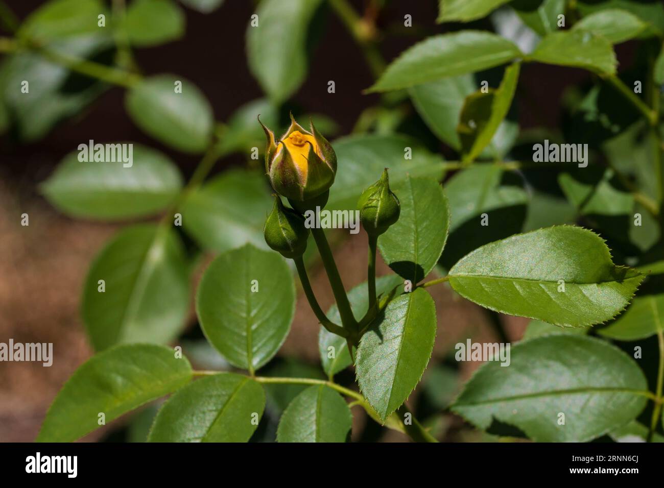 close up of a single yellow rose bud in the rose garden Stock Photo - Alamy