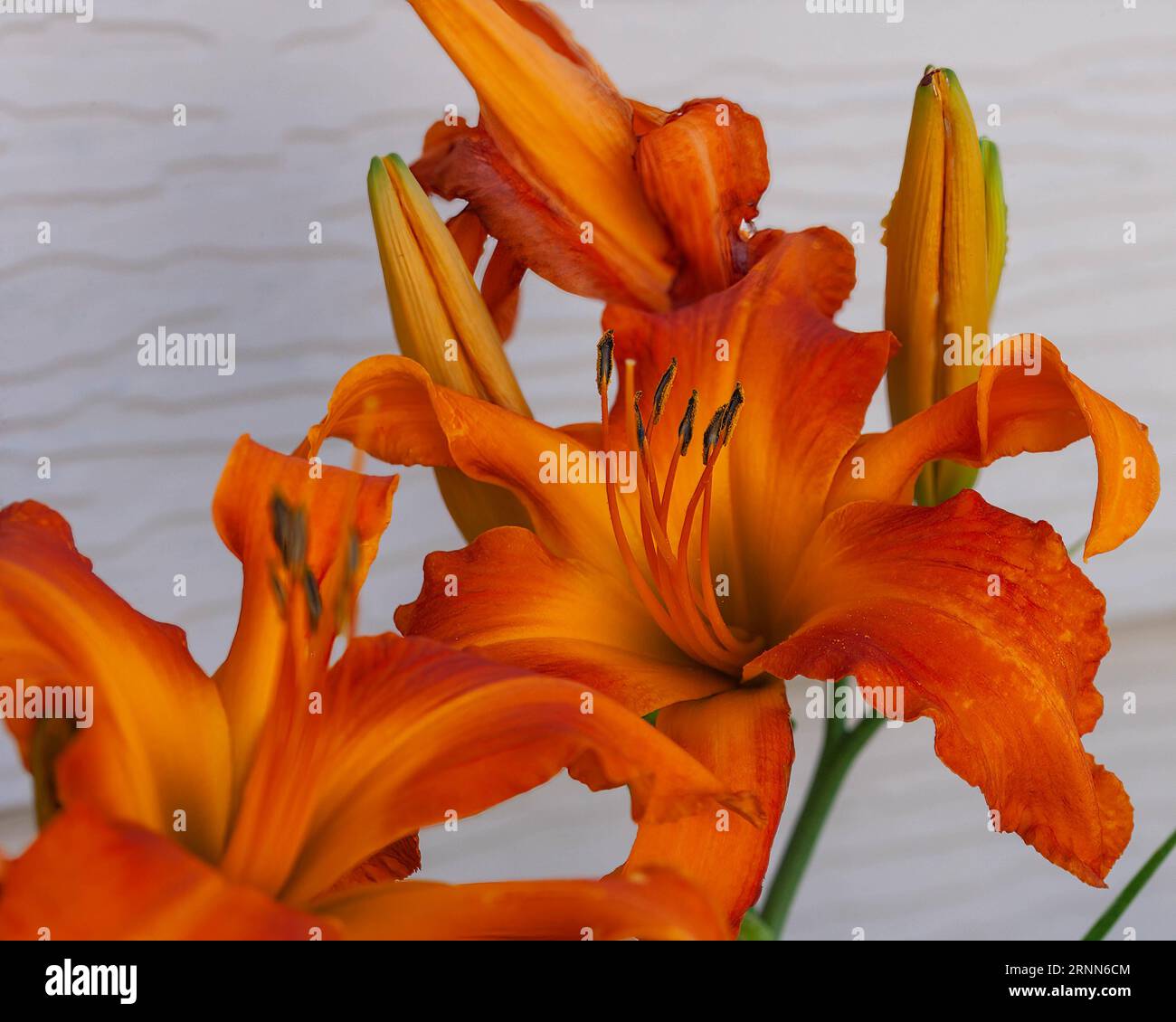 Vibrant bouquet of orange lilies hi-res stock photography and images ...