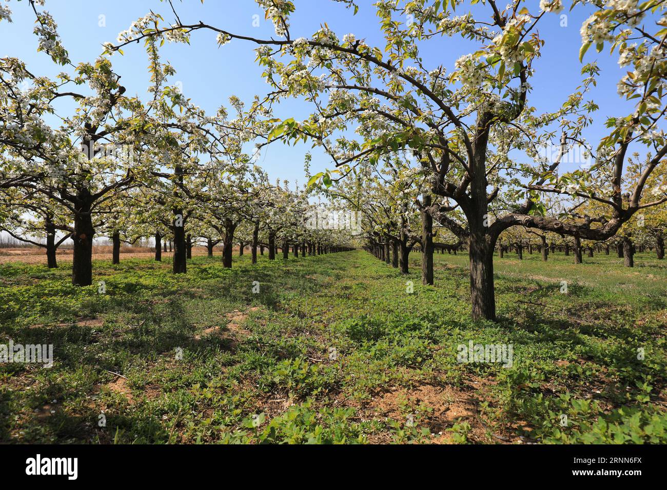 Beautiful pear garden scenery in North China Plain Stock Photo - Alamy